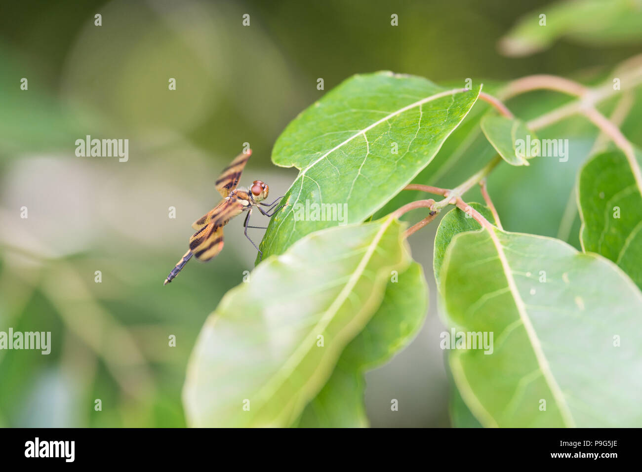 Side view of tiger striped dragonfly on green leaf, detailed head, body ...