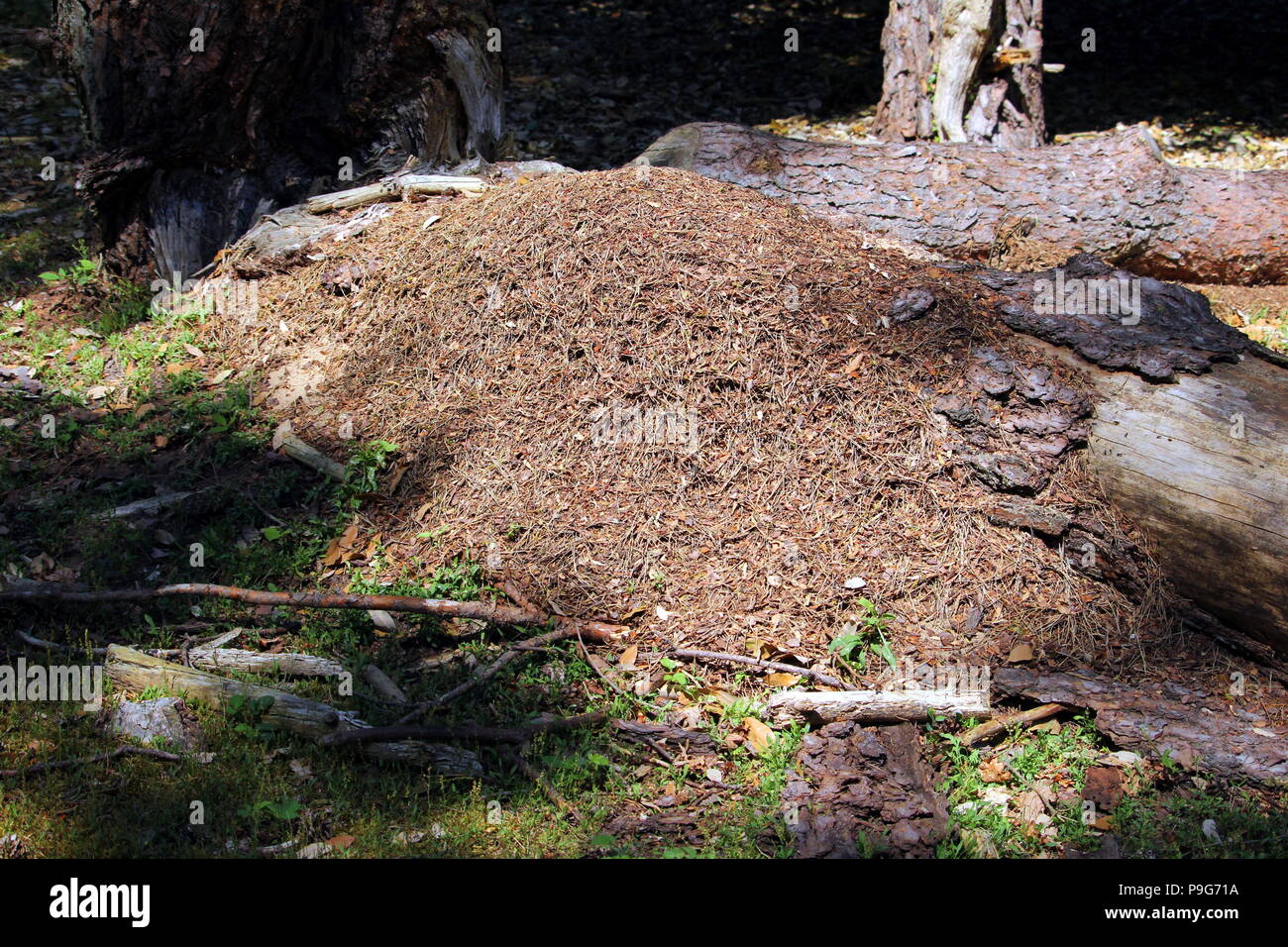 Ant heap england hi-res stock photography and images - Alamy