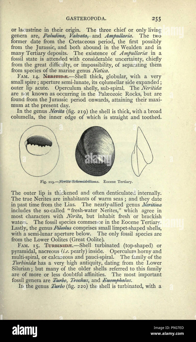 A manual of paleontology for the use of students (Page 255 Stock Photo ...