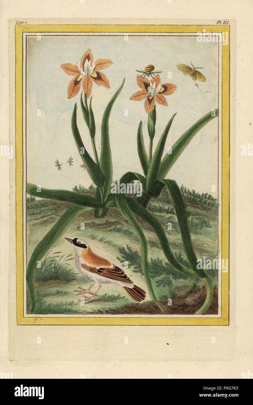Moree chinensis hi-res stock photography and images - Alamy