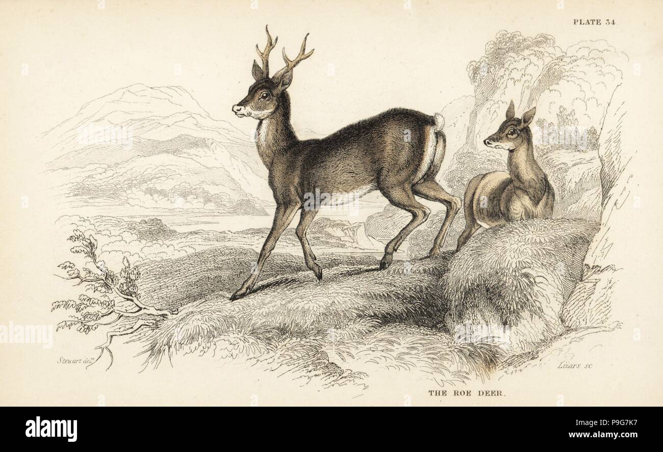 European roe deer, Capreolus capreolus (Roe deer, Cervus capreolus ...