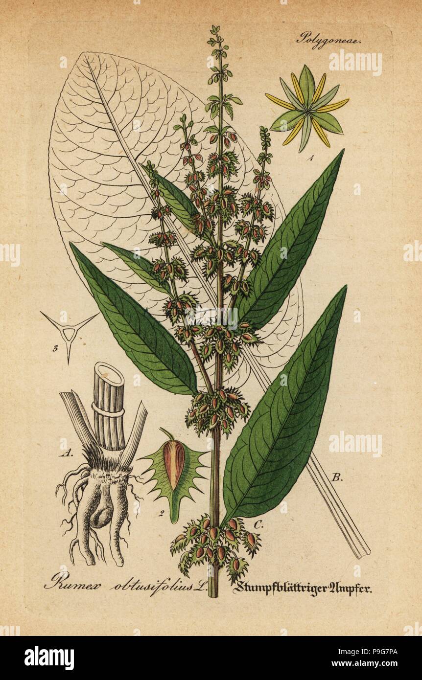 Rumex obtusifolius illustration hi-res stock photography and images - Alamy
