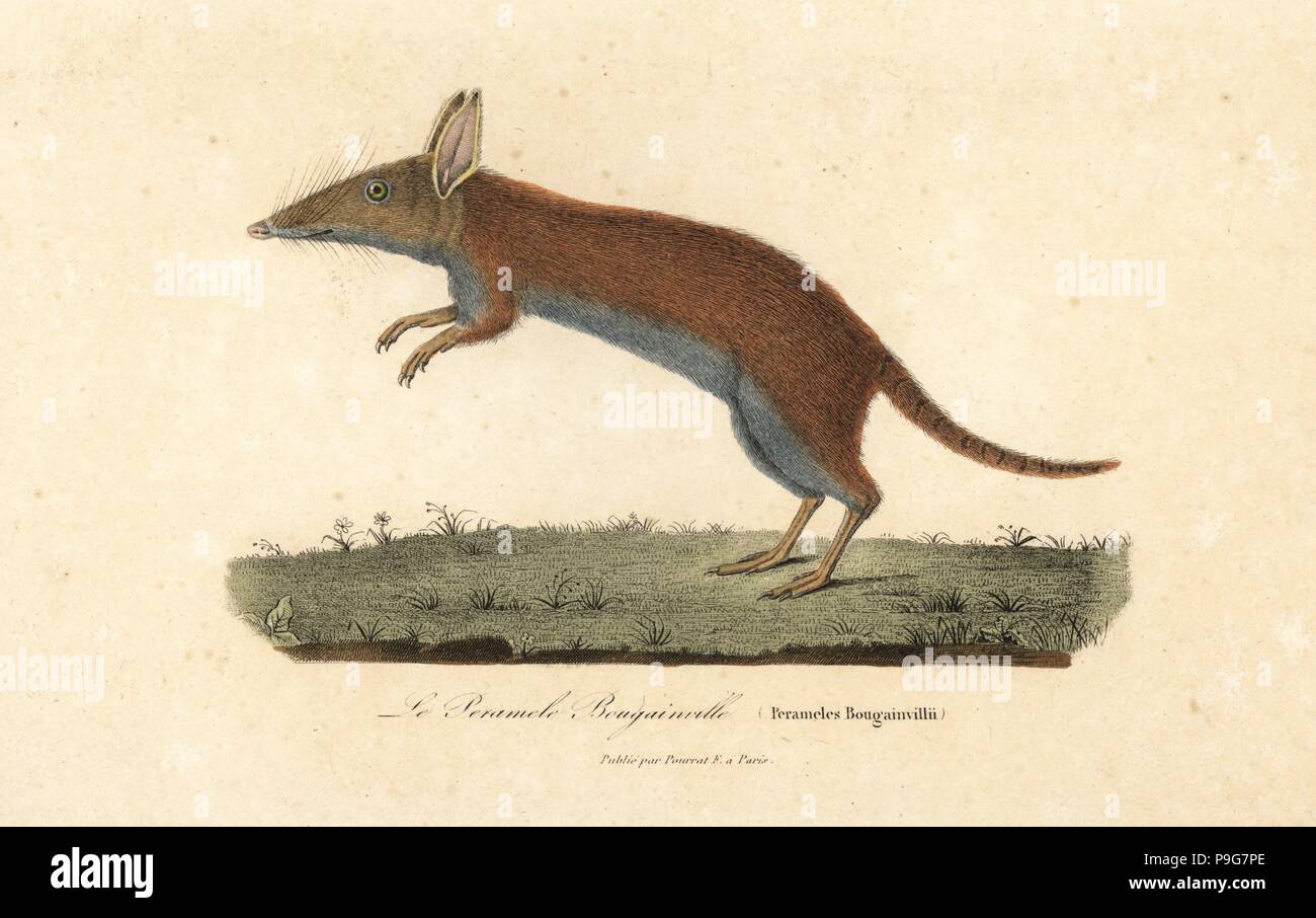 Perameles hi-res stock photography and images - Alamy