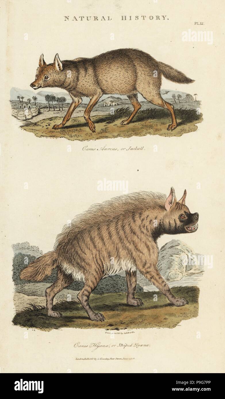 Golden jackal, Canis aureus, and striped hyena, Hyaena hyaena ...