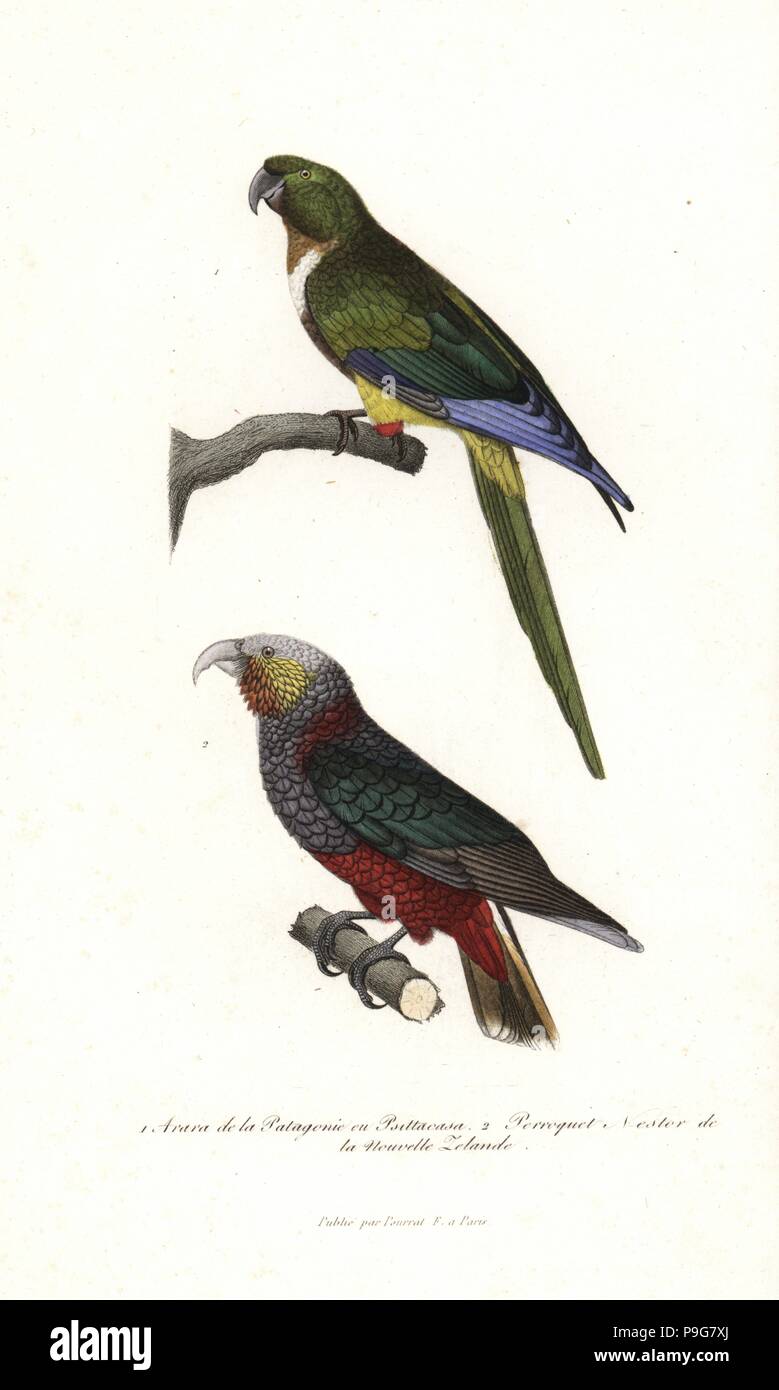 Burrowing parrot, Cyanoliseus patagonus, and New Zealand kaka, Nestor ...