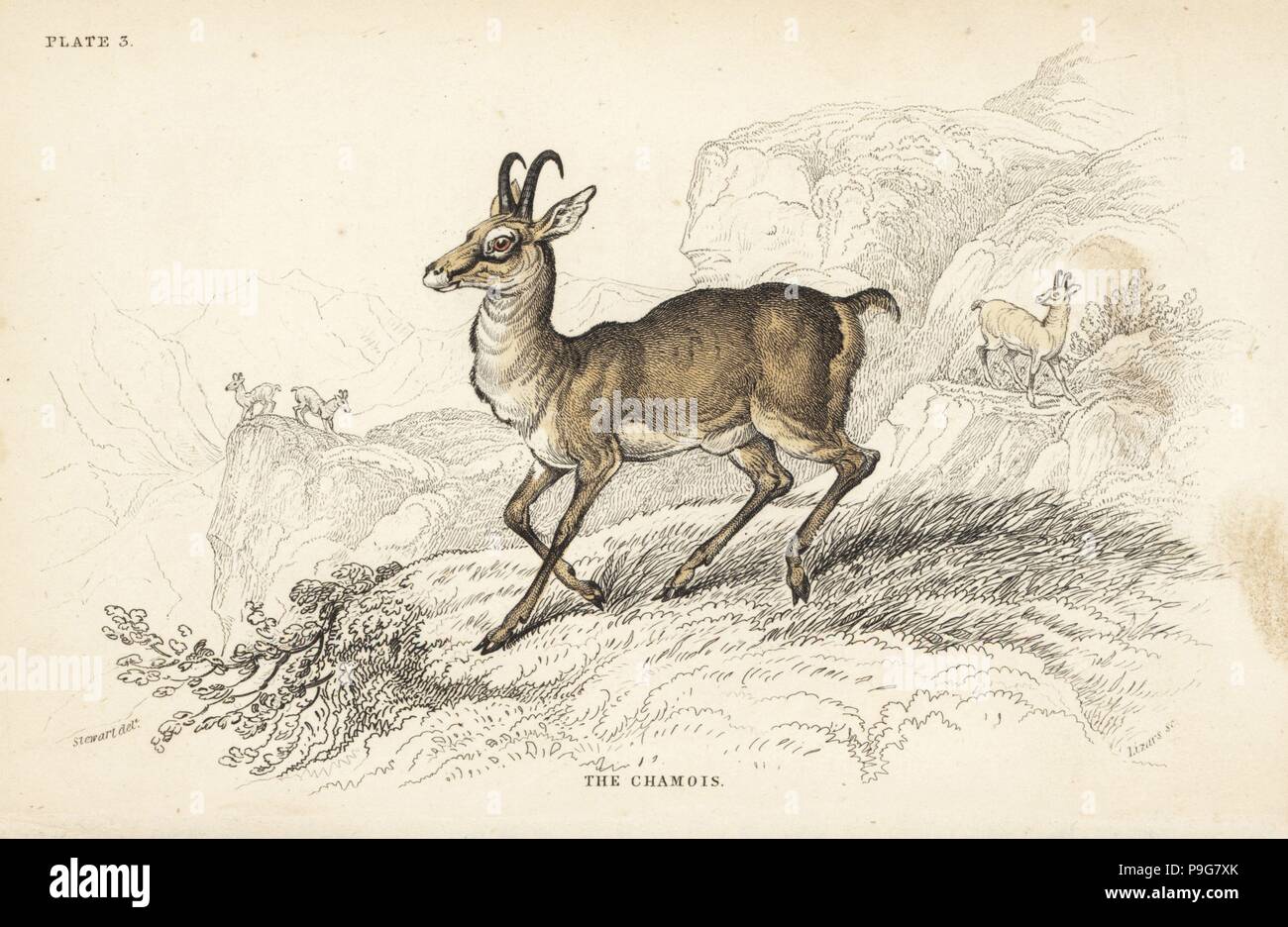 Chamois, Rupicapra rupicapra. Handcoloured steel engraving by Lizars ...