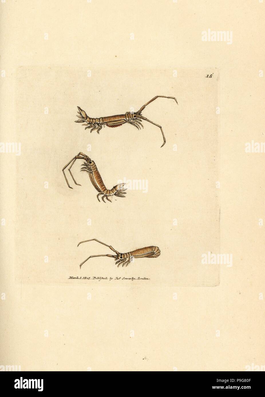 Long-horn isopod, Astacilla longicornis (Oniscus longicornis ...