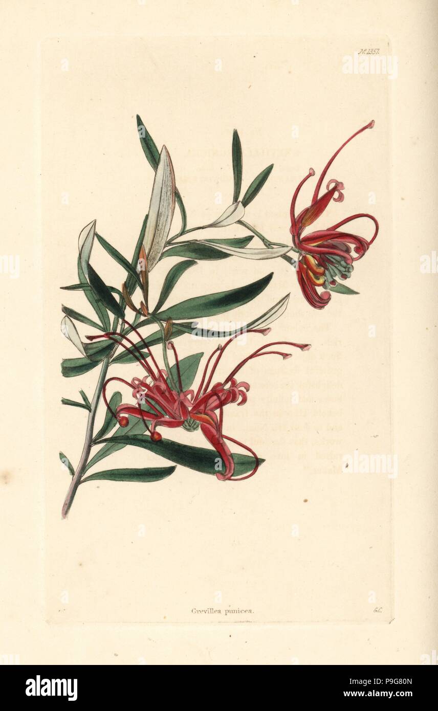 Red spider flower, Grevillea punicea. Handcoloured copperplate ...