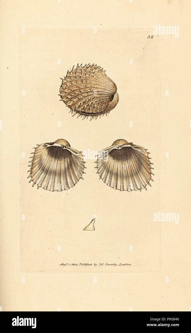 Acanthocardia aculeata hi-res stock photography and images - Alamy