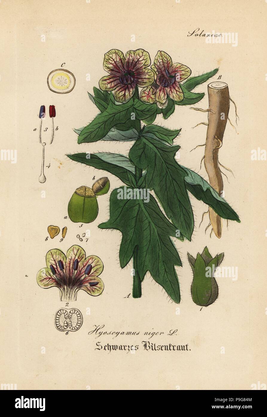 Botanical illustration of henbane hi-res stock photography and images ...