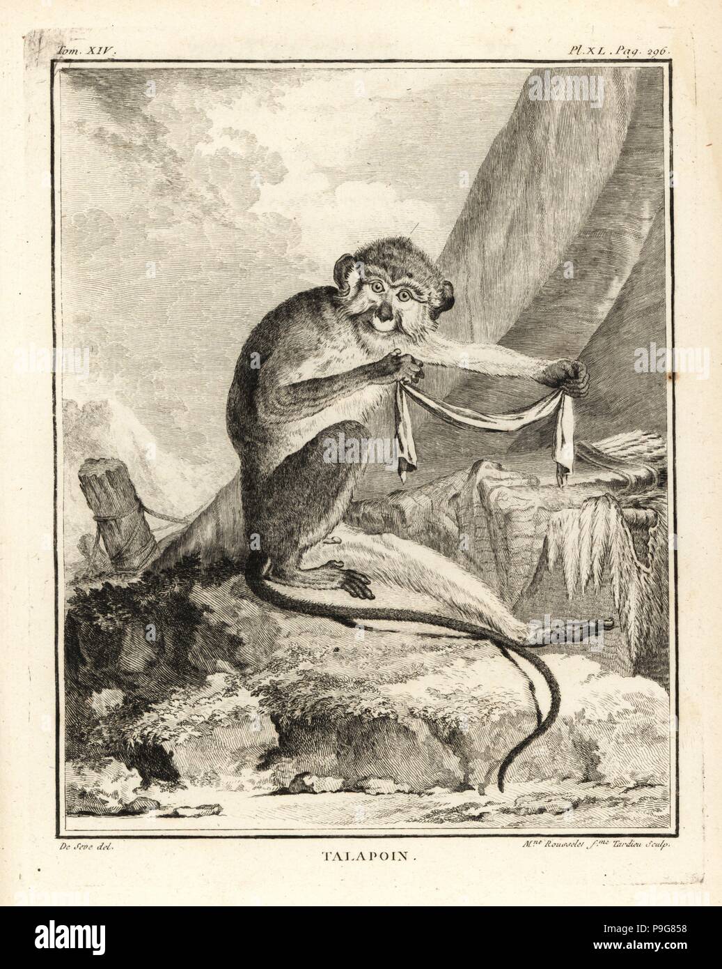 Talapoin monkey hi-res stock photography and images - Alamy