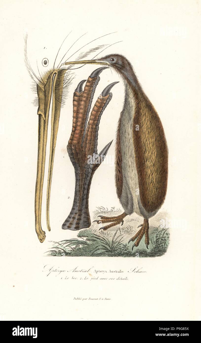 Tokoeka apteryx australis hi-res stock photography and images - Alamy