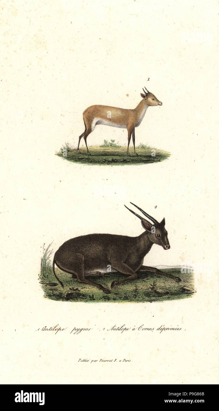 Bates's pygmy antelope, Neotragus batesi, and anoa or midget buffalo ...