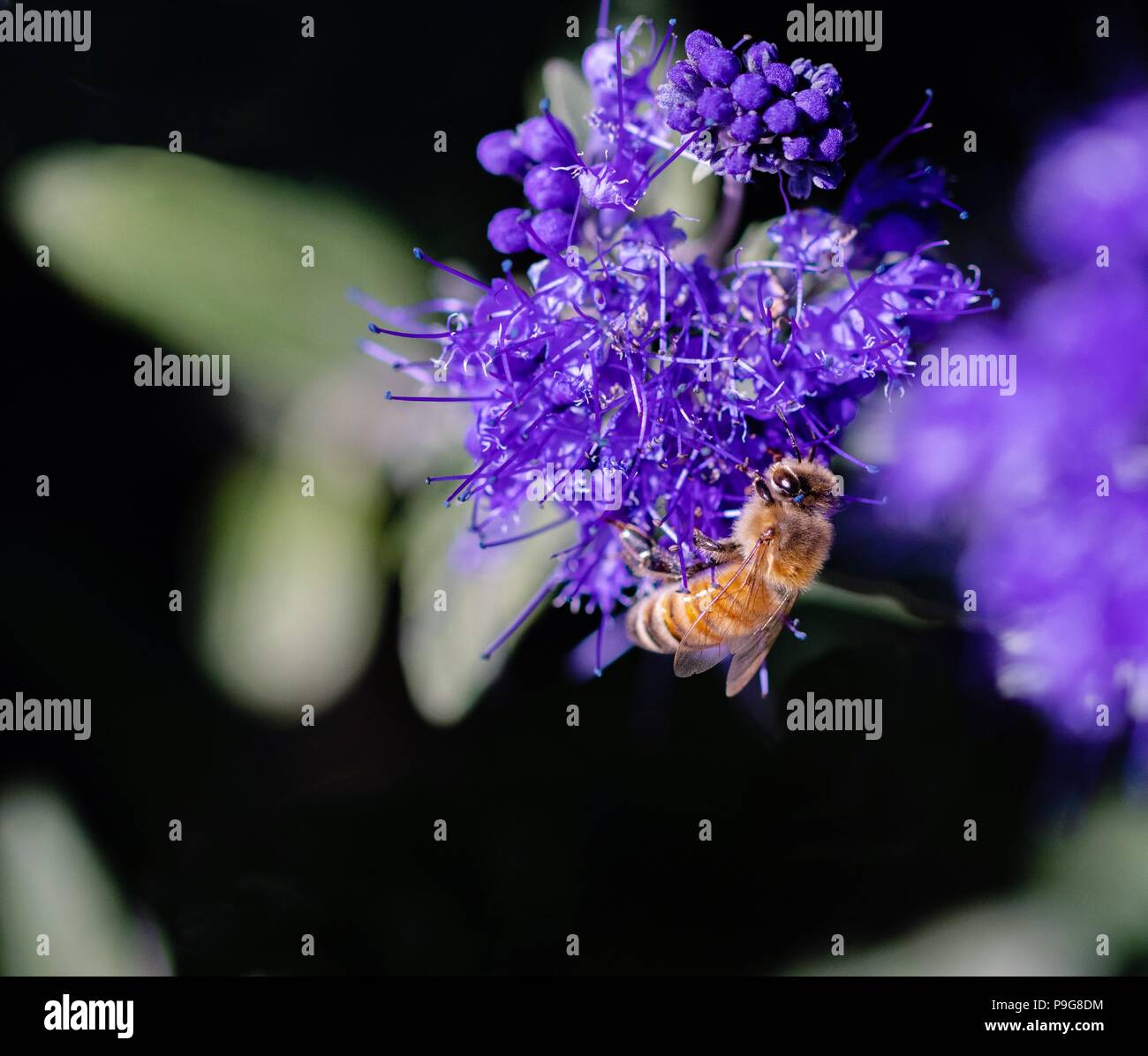 Insects flowers hi-res stock photography and images - Alamy