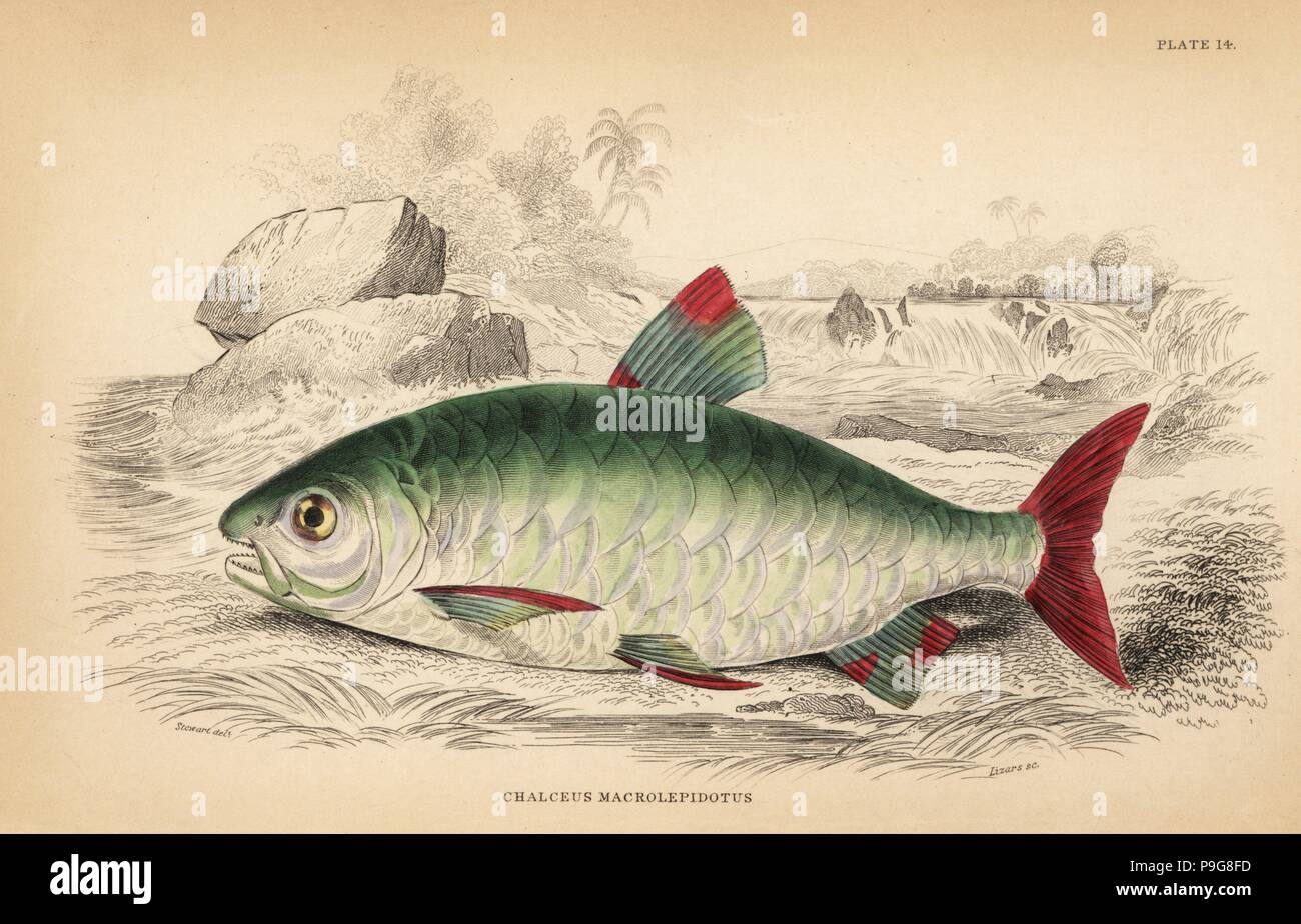 Pink tailed chalceus hi-res stock photography and images - Alamy