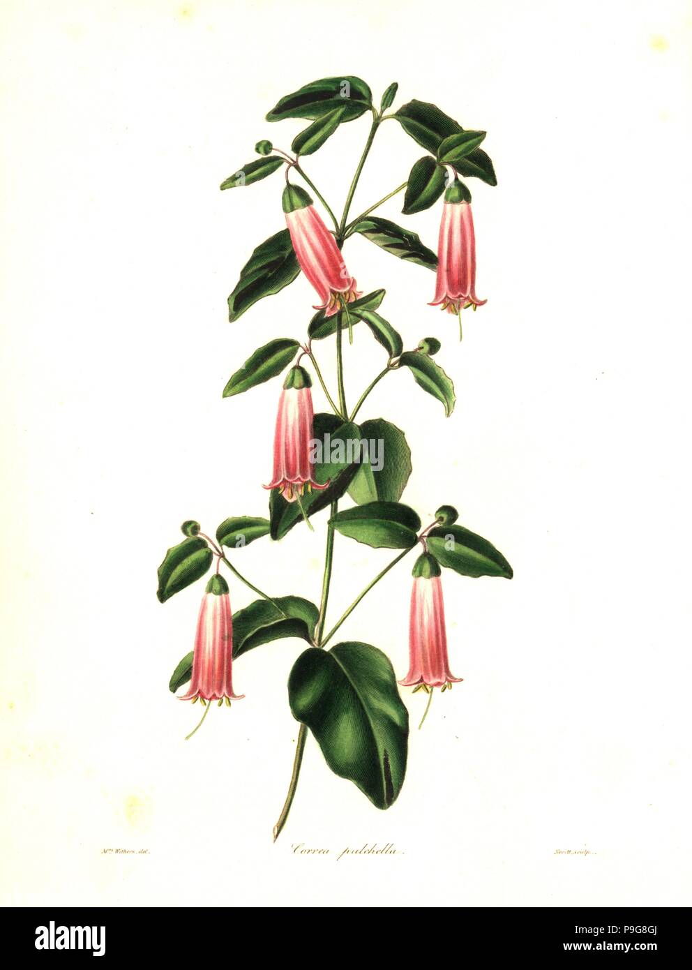 Salmon correa or neat correa, Correa pulchella. Handcoloured ...