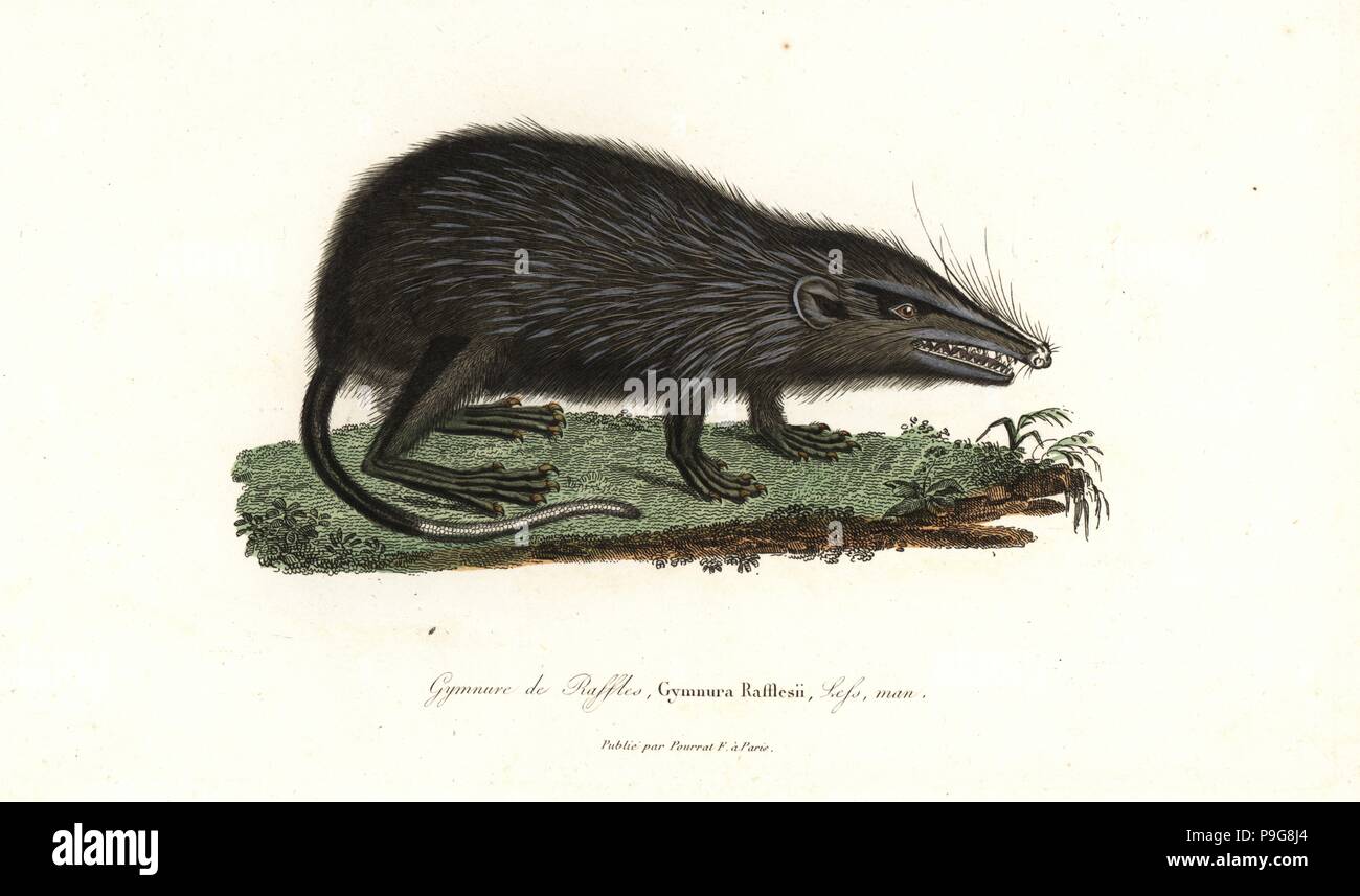 Moonrat, Echinosorex gymnura. Raffles' moonrat. Handcoloured ...
