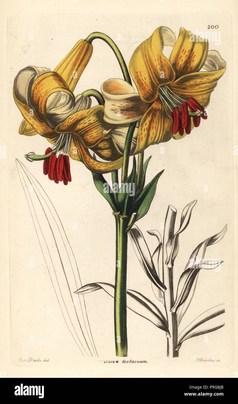 Nankeen lily hi-res stock photography and images - Alamy