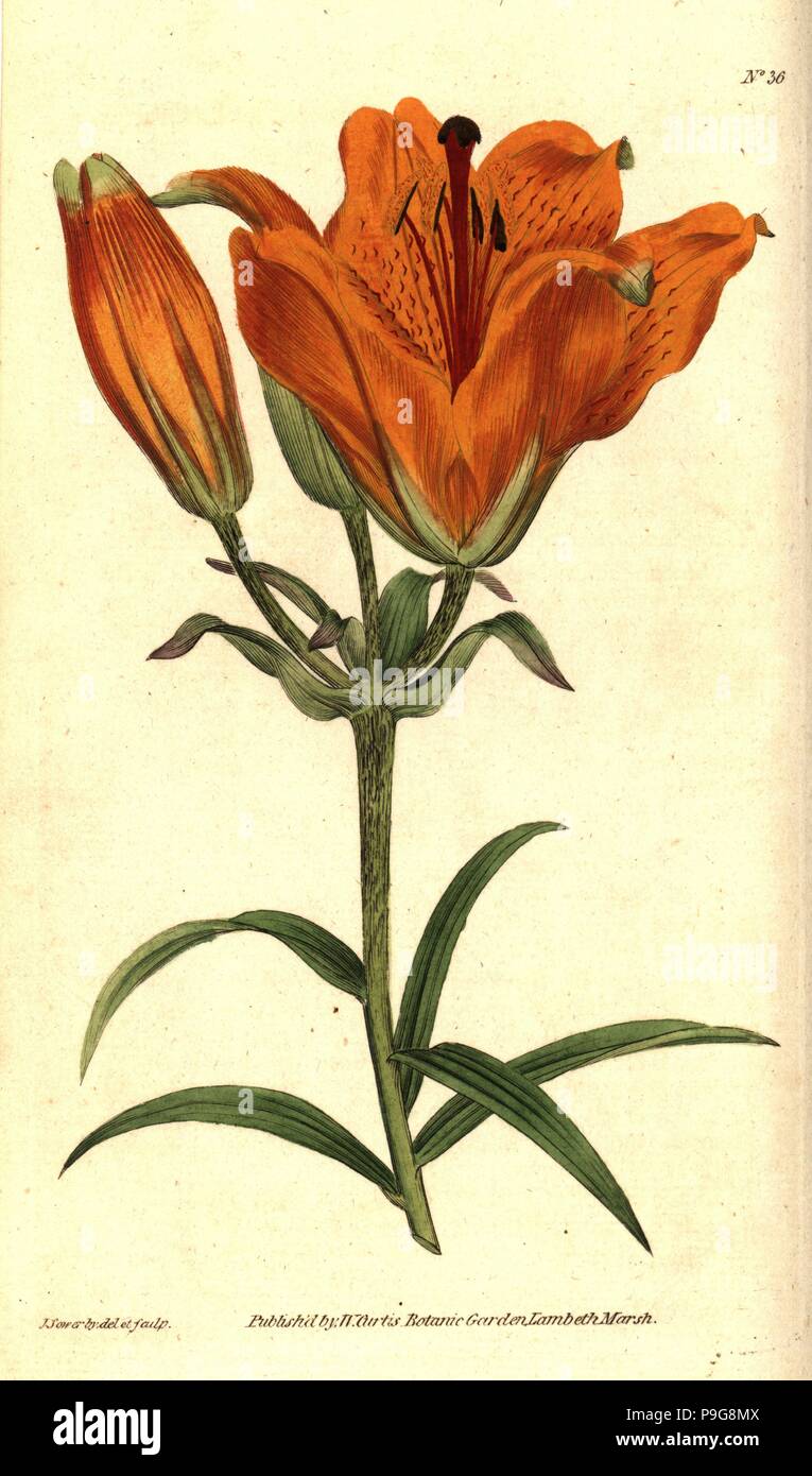 Orange lily, Lilium bulbiferum. Handcolured copperplate engraving and ...