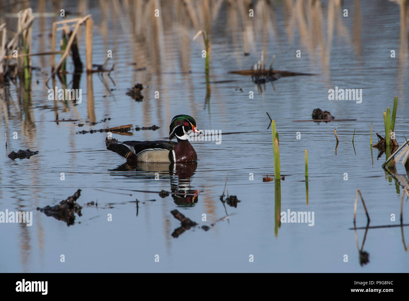 Wood duck, male, (Aix sponsa) swimming in Cattail marsh, E USA Stock ...