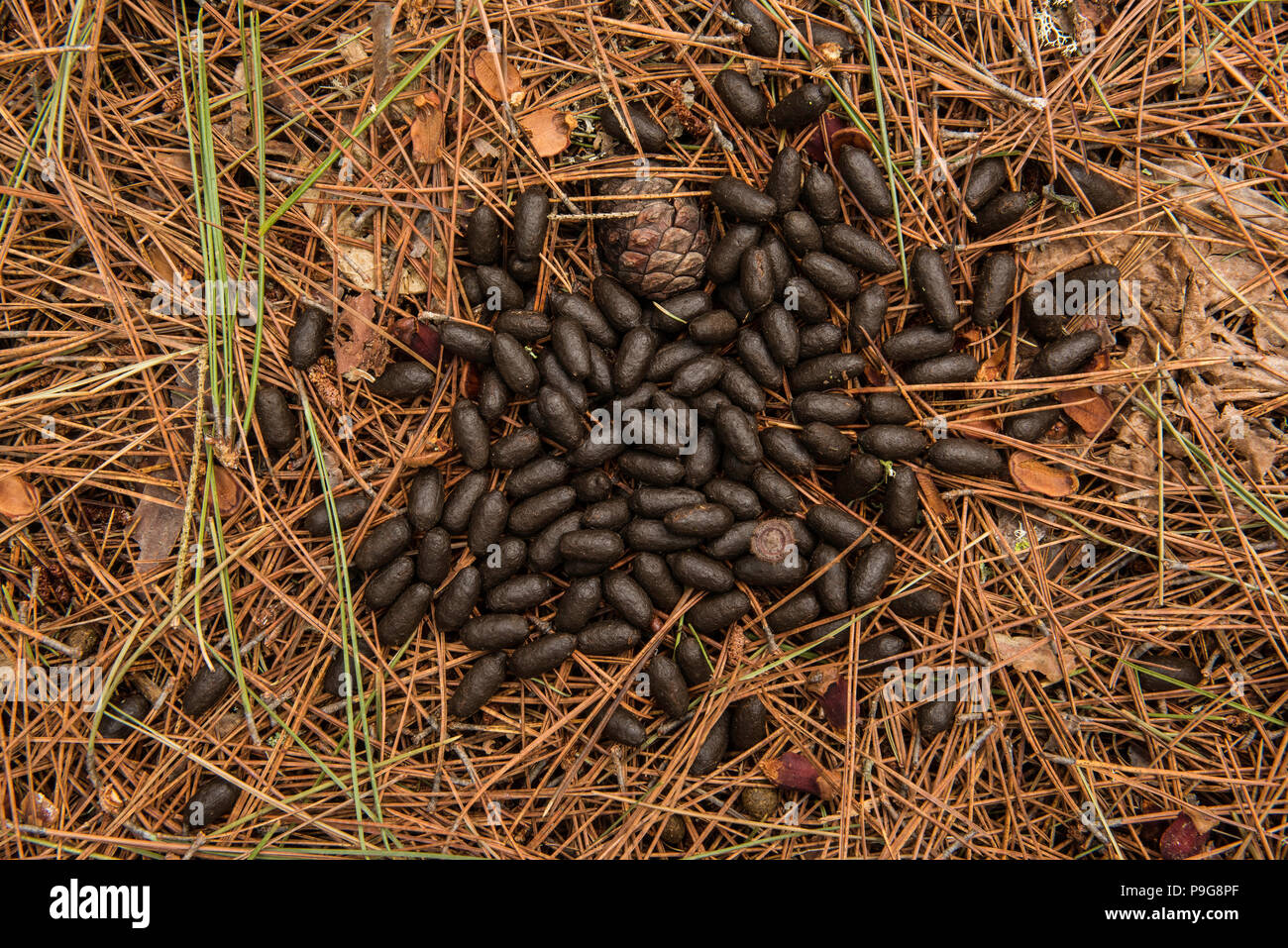 Moose feces, droppings, Sleeping Giant Provincial Park, Ontario, Canada ...