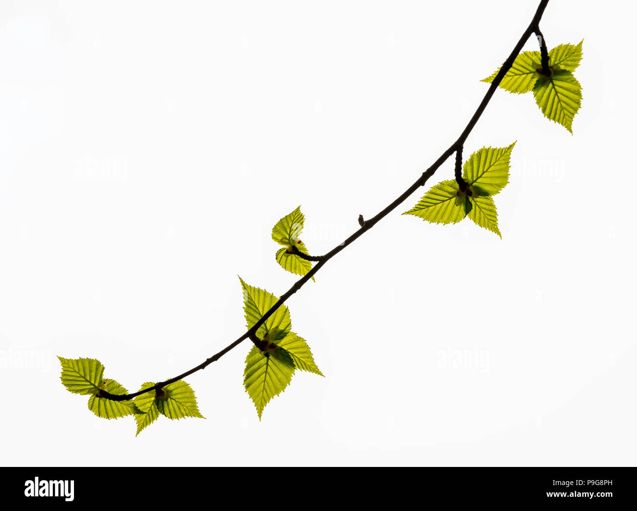 Betula papyrifera paper birch hi-res stock photography and images - Alamy