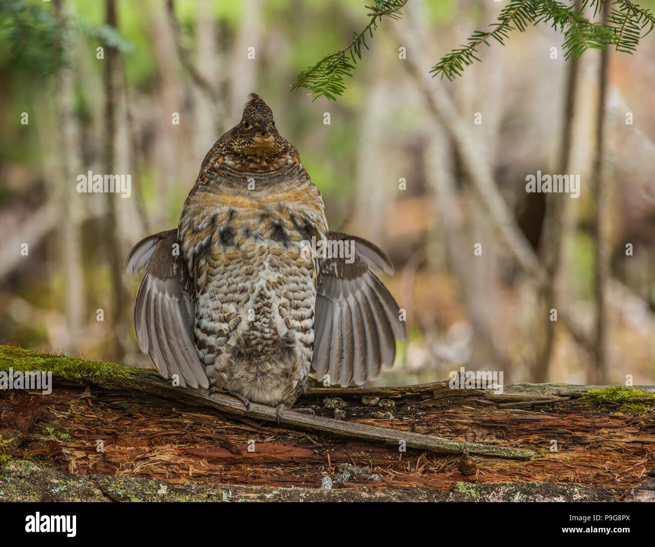 Partridge male ruffed grouse close up hi-res stock photography and ...