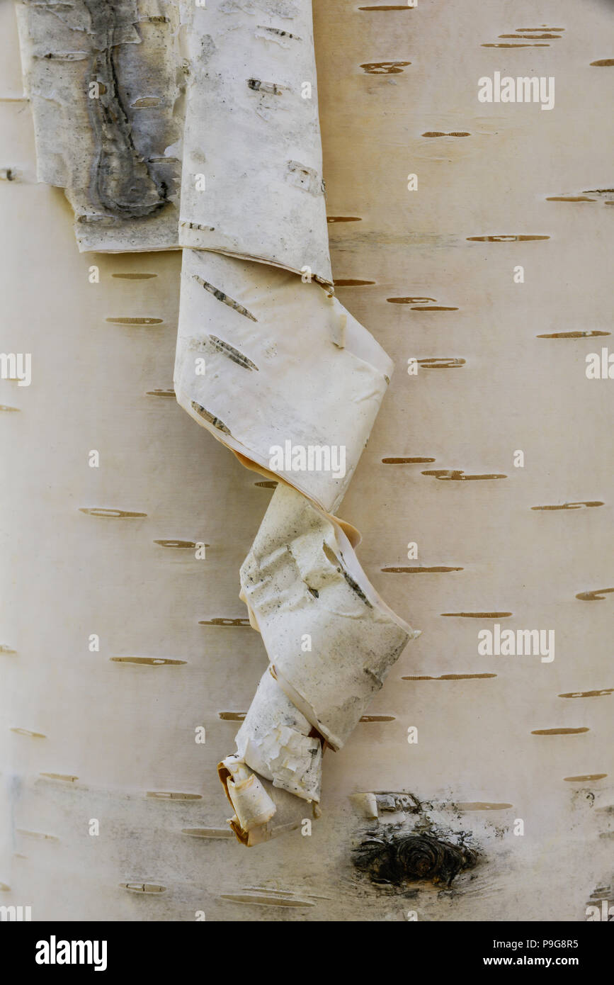 Betula papyrifera paper birch hi-res stock photography and images - Alamy