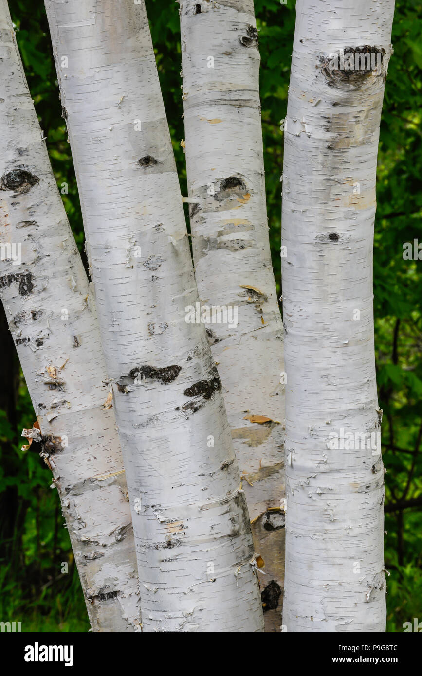 Betula papyrifera paper birch hi-res stock photography and images - Alamy