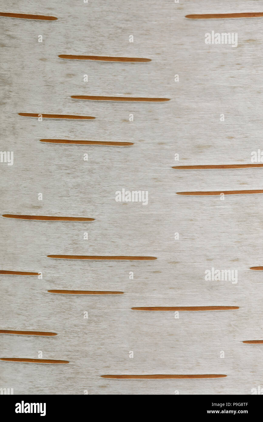 Betula papyrifera paper birch hi-res stock photography and images - Alamy