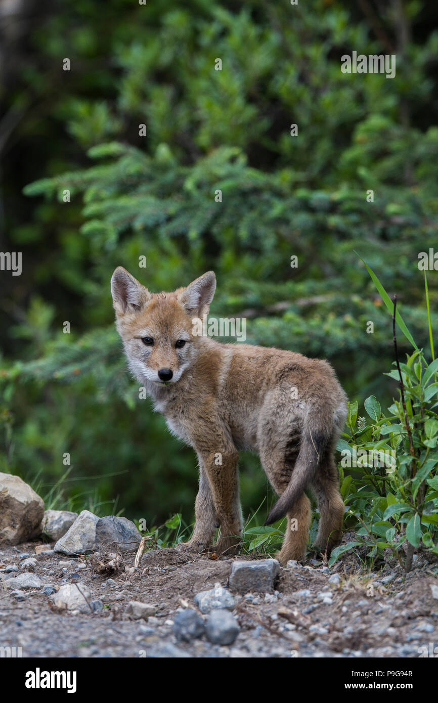 Coyote pup howl hi-res stock photography and images - Alamy