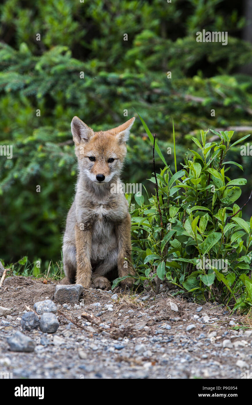 Cute Baby Coyote