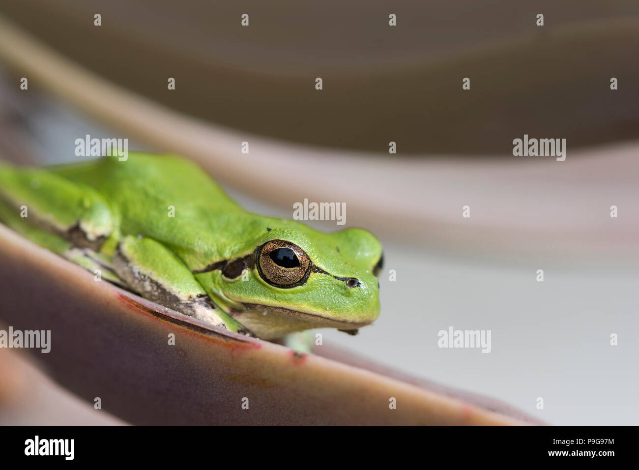 Tropical green tree frog on cactus leaf side view point Stock Photo - Alamy