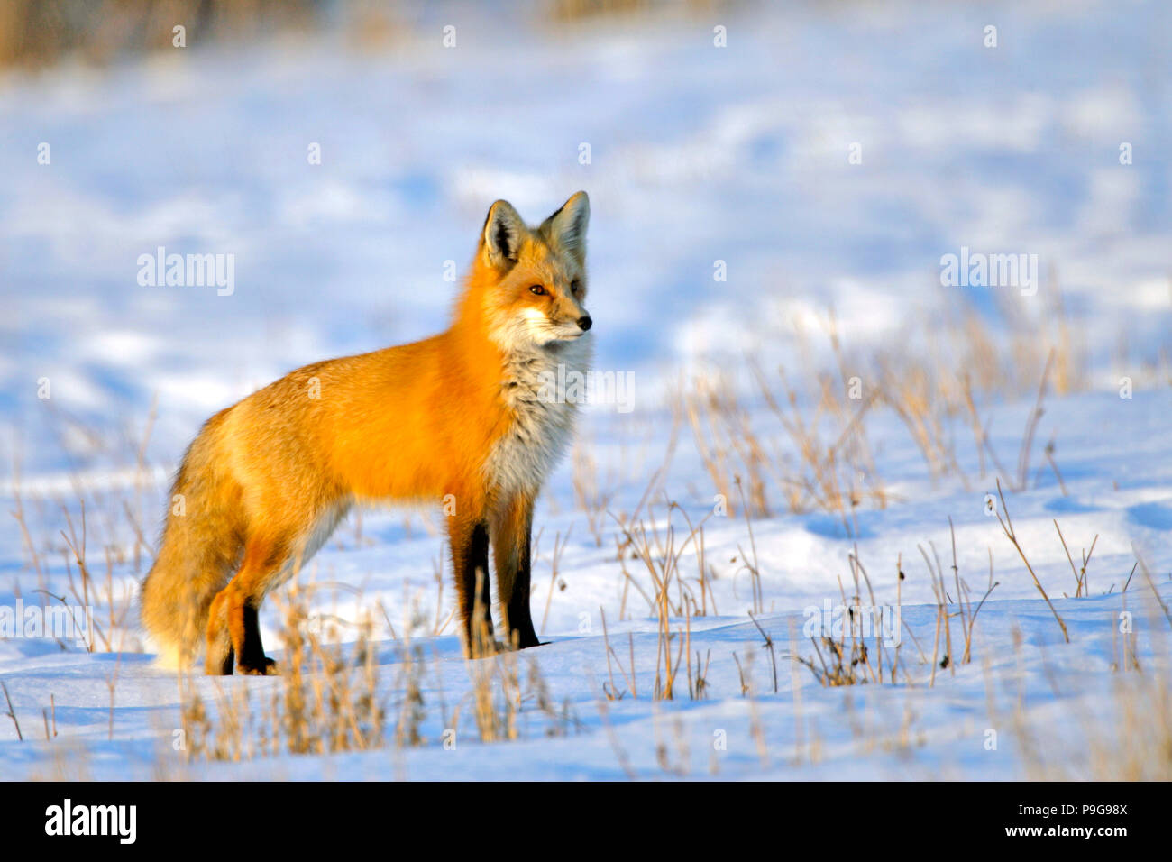 Fox standing hi-res stock photography and images - Alamy