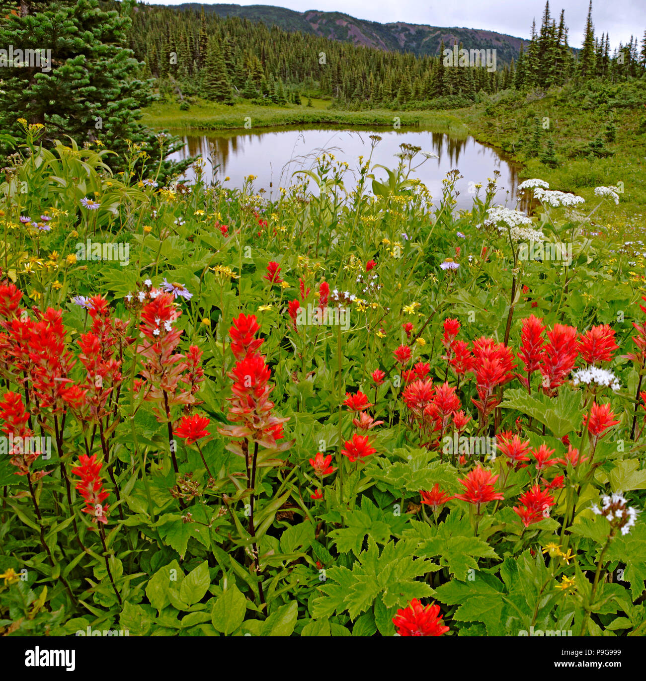 Subalpine meadow plants hi-res stock photography and images - Alamy