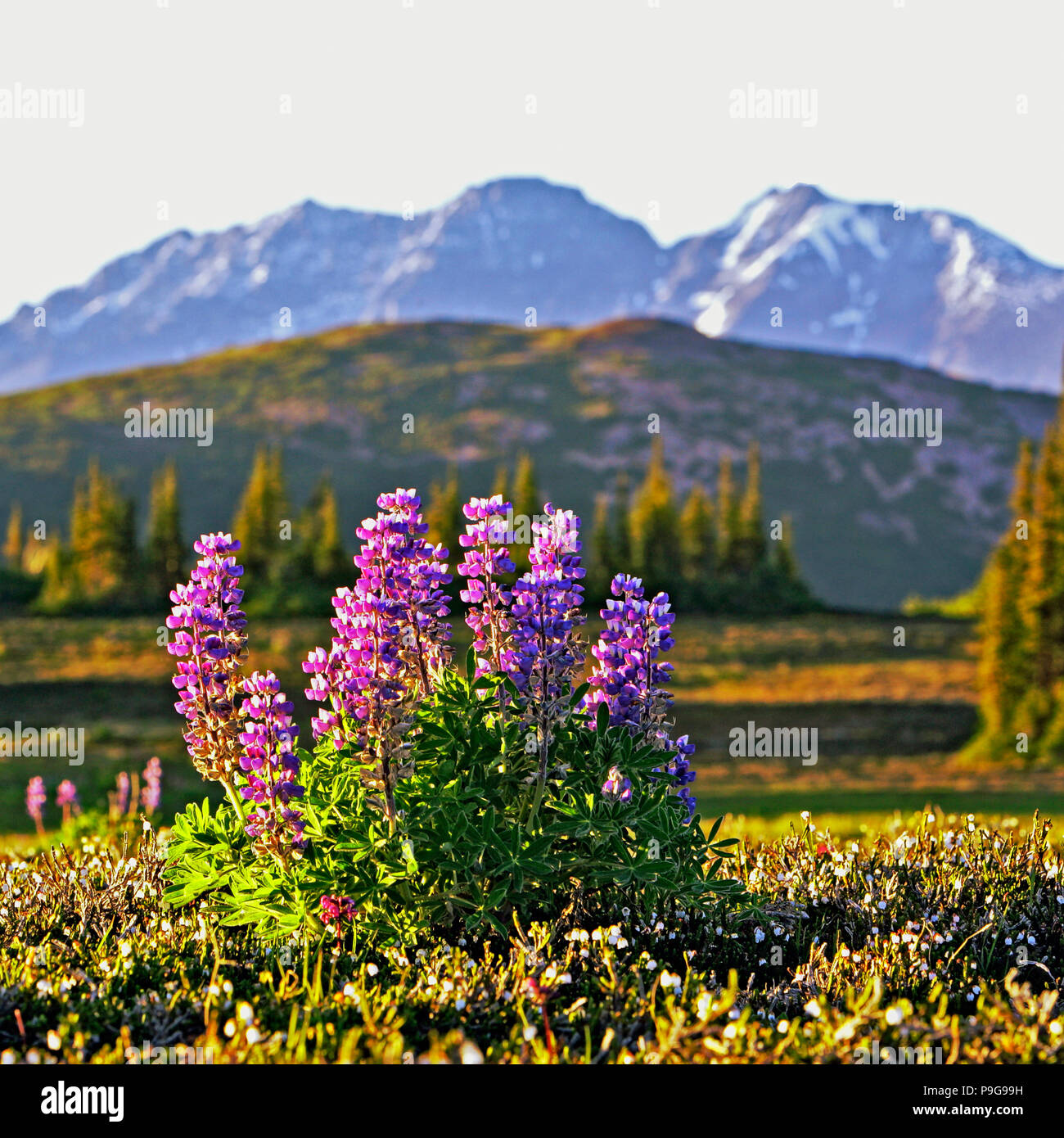Alpine Meadow with cluster of Arctic Lupines in a field of white ...