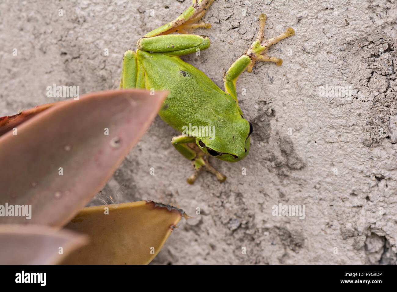 Tropical green tree frog on cement wall Stock Photo - Alamy