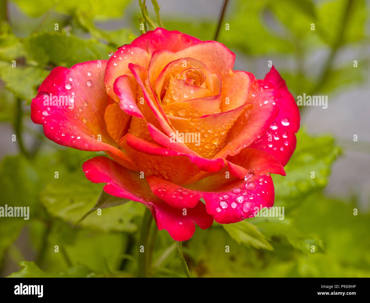 Light red rose with rain drops hi-res stock photography and images - Alamy