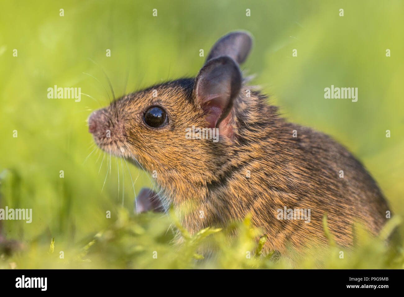 Head of Cute Wood mouse (Apodemus sylvaticus) looking out of green moss ...