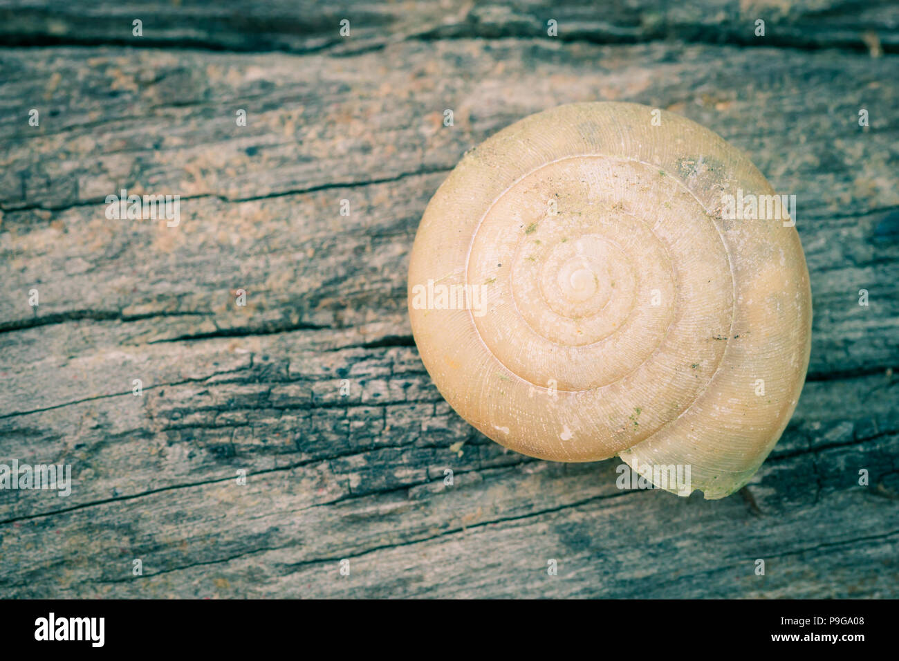 Snail Shell Texture