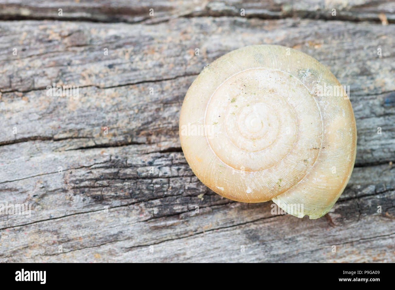 Snail Shell on Old Wood Texture Backgroud. Snail shell Right of Frame ...
