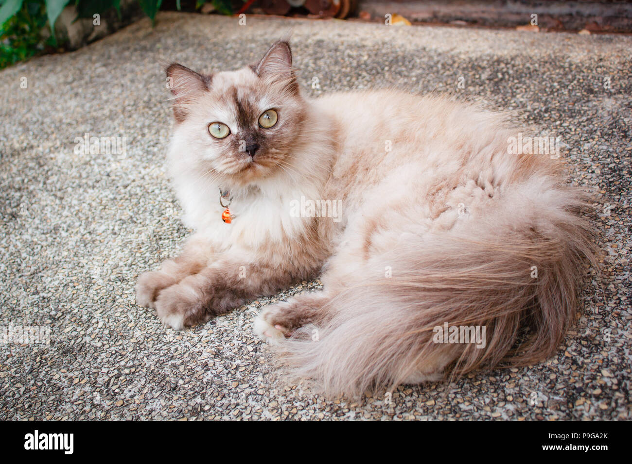 Cat Persian, lovely animal in the garden Stock Photo - Alamy