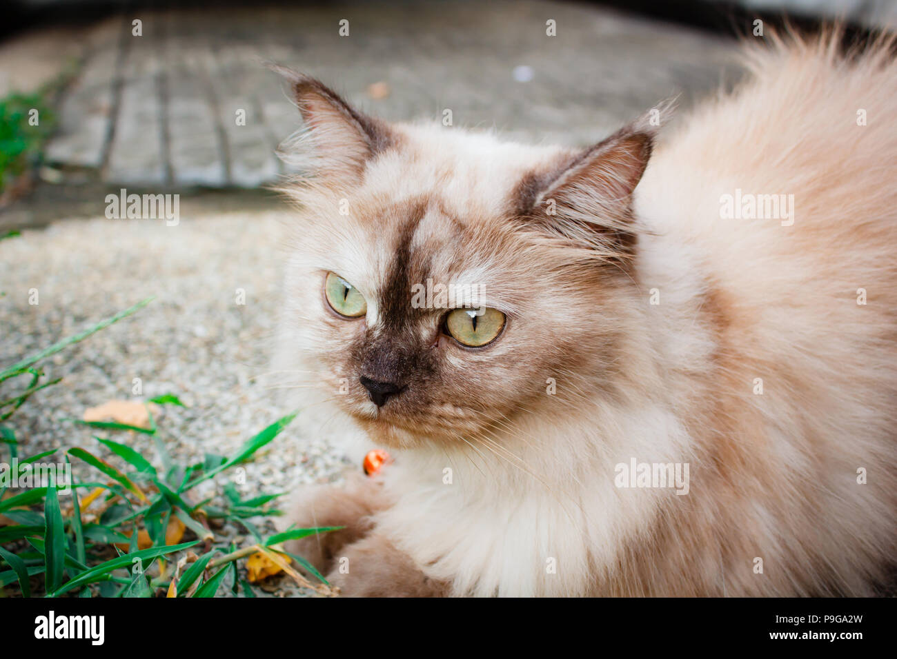 Cat Persian, lovely animal in the garden Stock Photo - Alamy