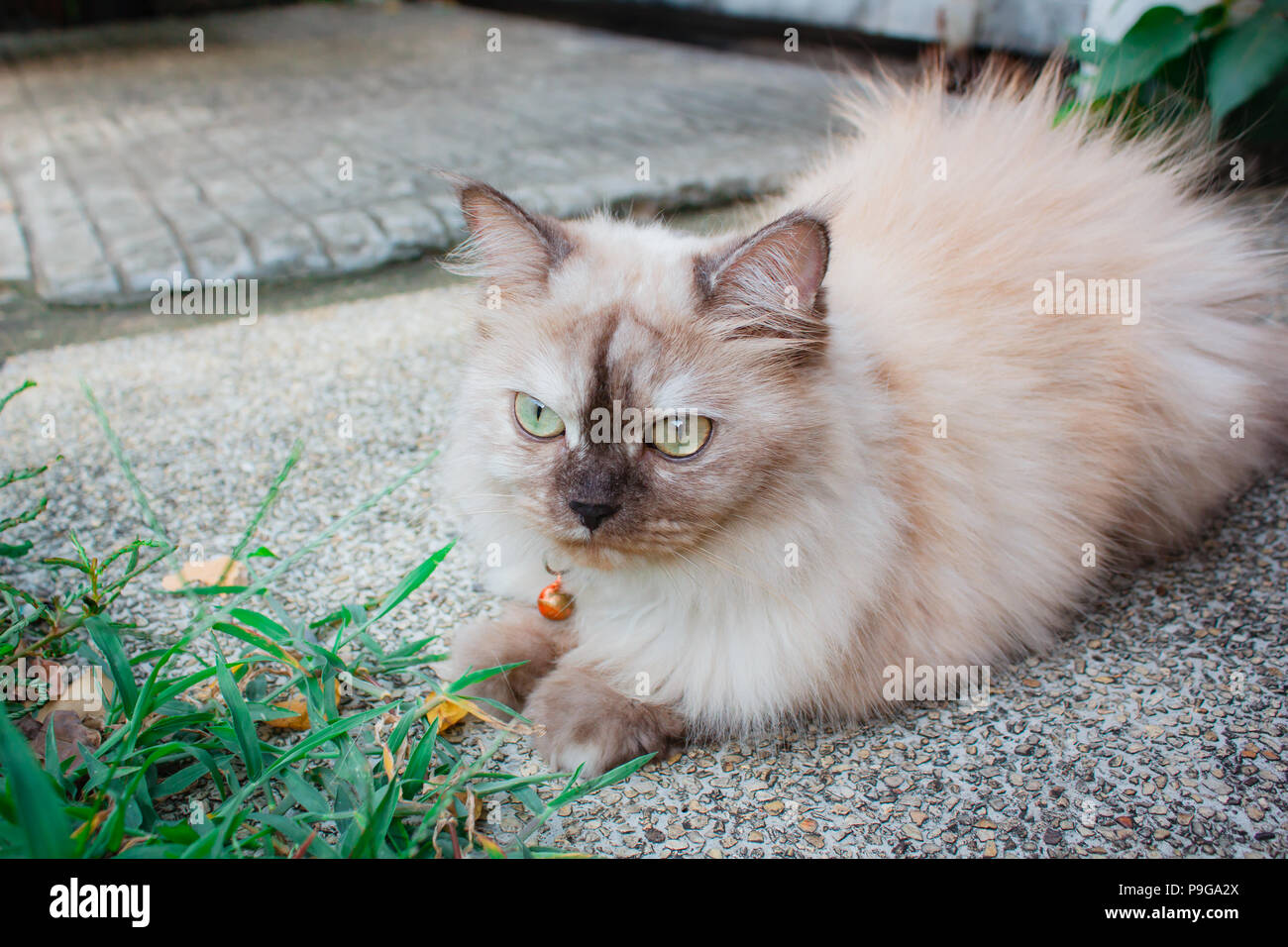 Cat Persian, lovely animal in the garden Stock Photo - Alamy