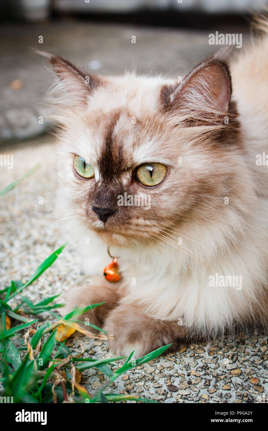Cat Persian, lovely animal in the garden Stock Photo - Alamy