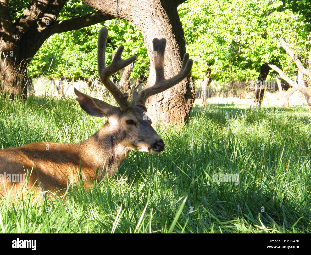 Mule deer buck forest hi-res stock photography and images - Alamy