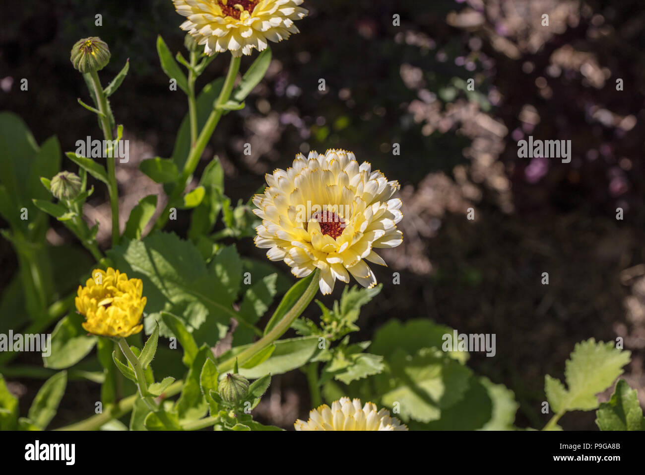 Calendula snow princess hi-res stock photography and images - Alamy