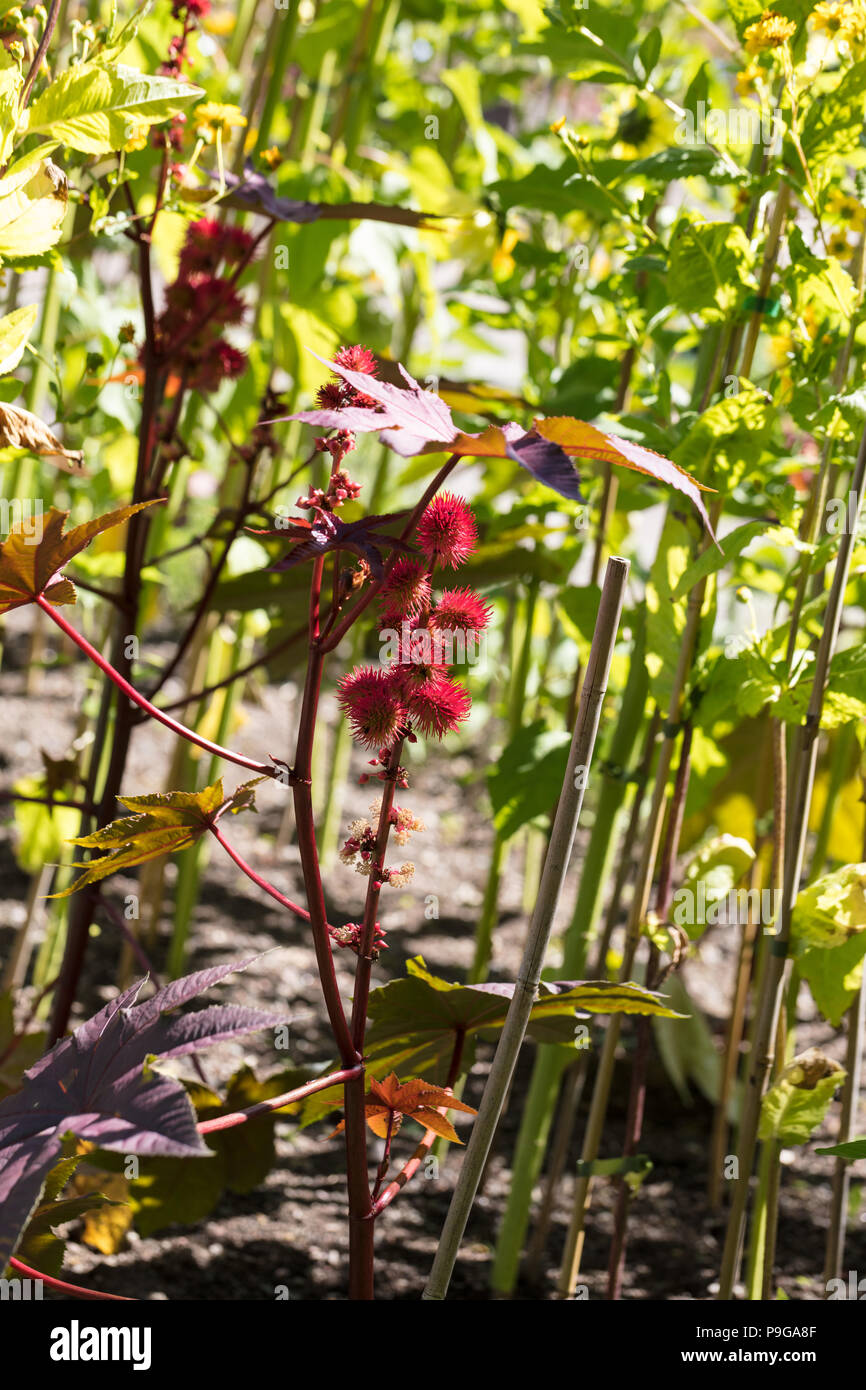 'Impala' Castor oil plant, Ricin (Ricinus communis Stock Photo - Alamy