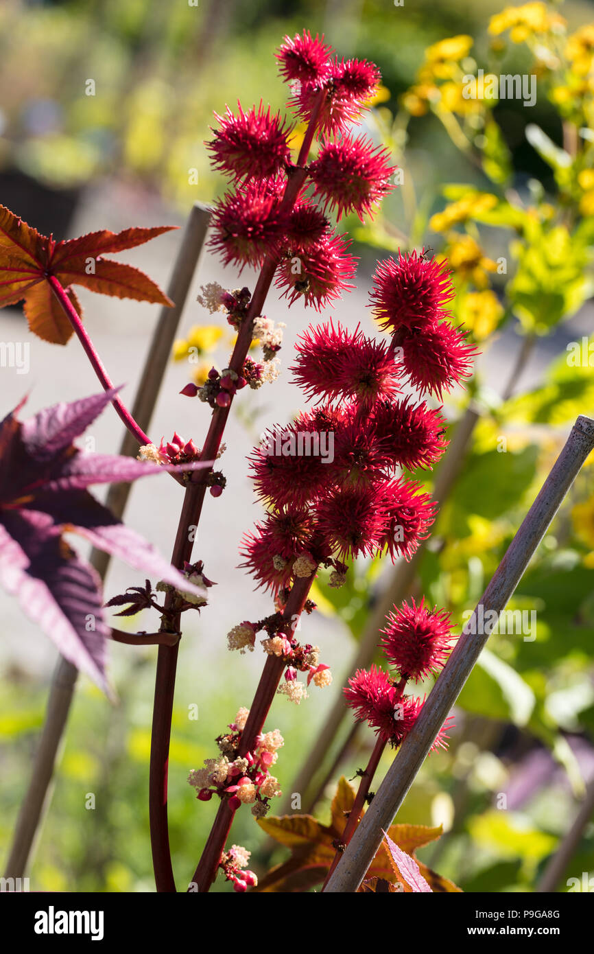Ricin ricinus communis hi-res stock photography and images - Alamy