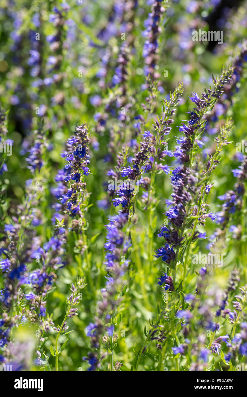 Kransblommiga vaxter hi-res stock photography and images - Alamy